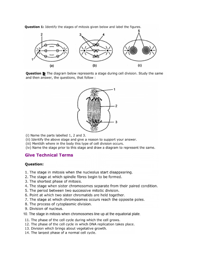 Mitosis Assignment | PDF