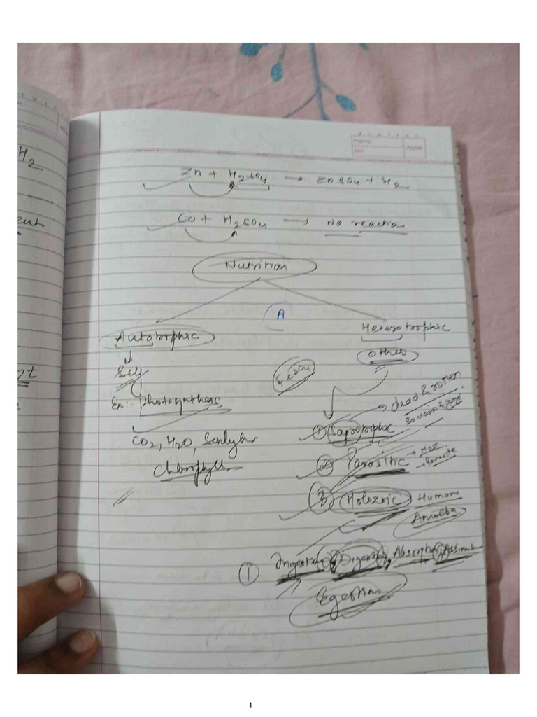 Bio Nutrition | PDF