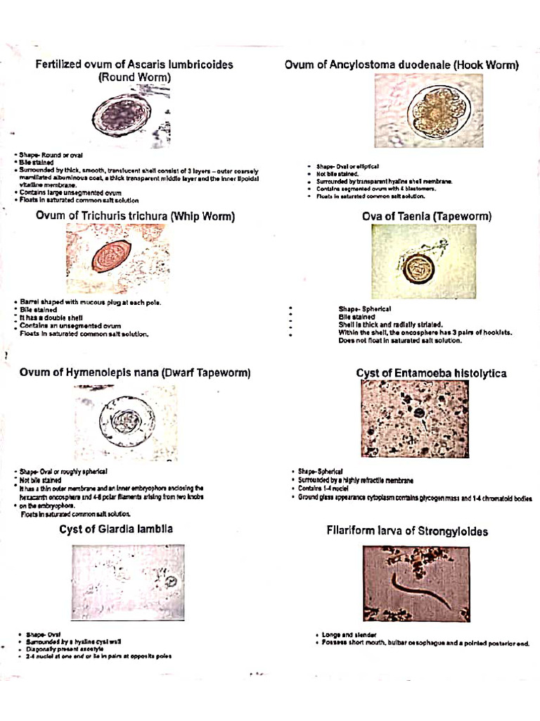 Diagram of Bacteria in Microbiology | PDF