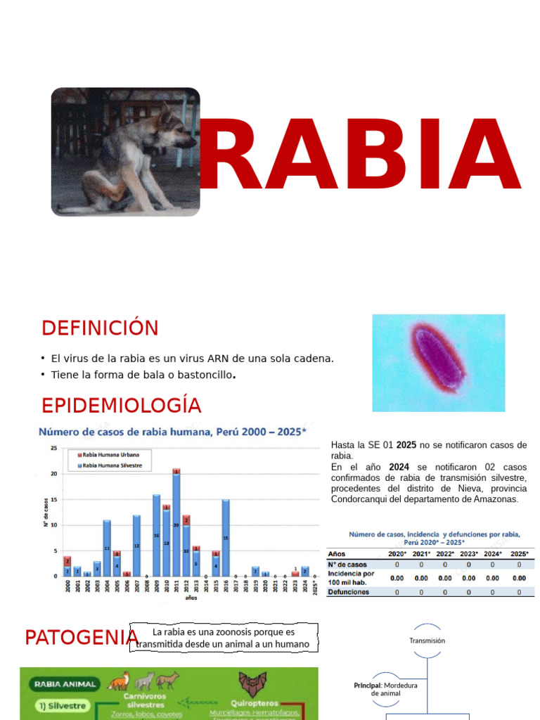 RABIA | PDF | Rabia | Medicina Veterinaria