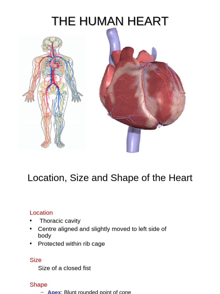 human heart | PDF