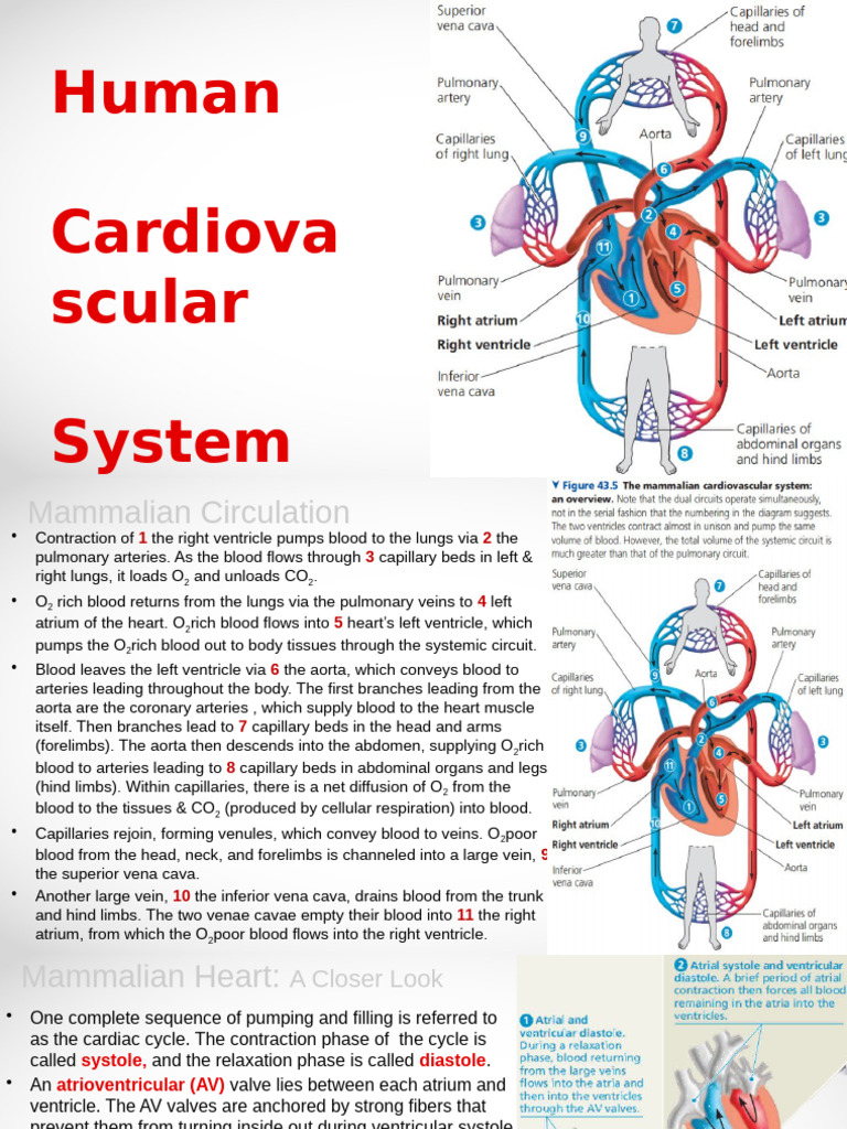 Mammalian Circulatory System Overview | PDF | Atrium (Heart) | Heart