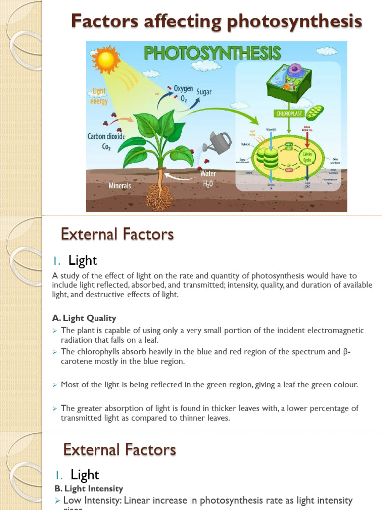 Factors Affecting Photosynthesis | PDF | Photosynthesis | Leaf