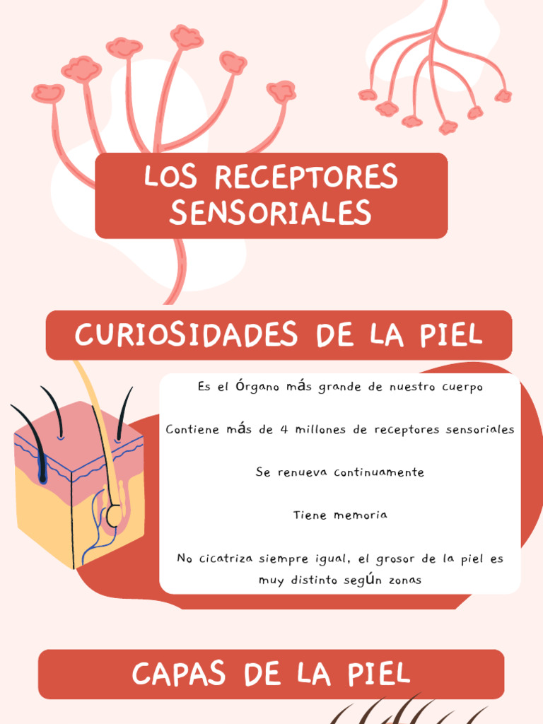 El Tacto y La Vista | PDF | Percepción visual | Piel