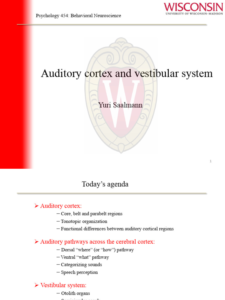 Lecture 12 Auditory Cortex and Vestibular System in PDF Format 2 | PDF | Vestibular System ...