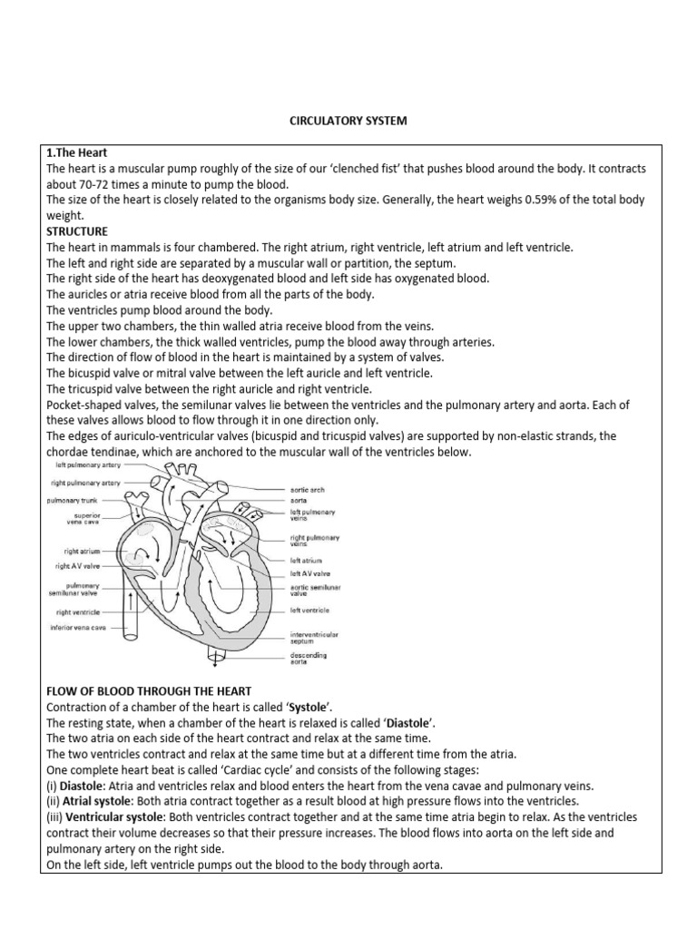Circulatory System-notes New Copy | PDF | Atrium (Heart) | Heart Valve