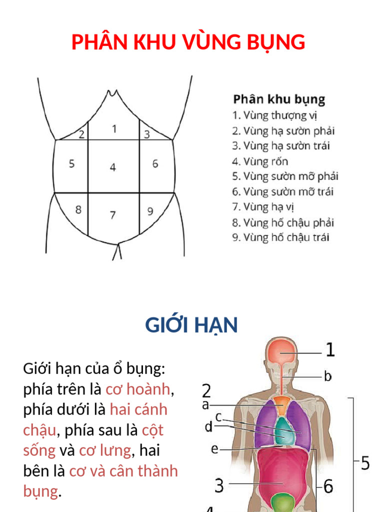 Giai Phau Phan Khu O Bung | PDF
