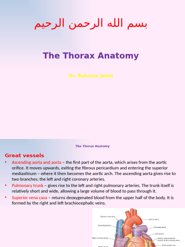 Thorax Anatomy: Great Vessels Overview | PDF | Aorta | Common Carotid ...