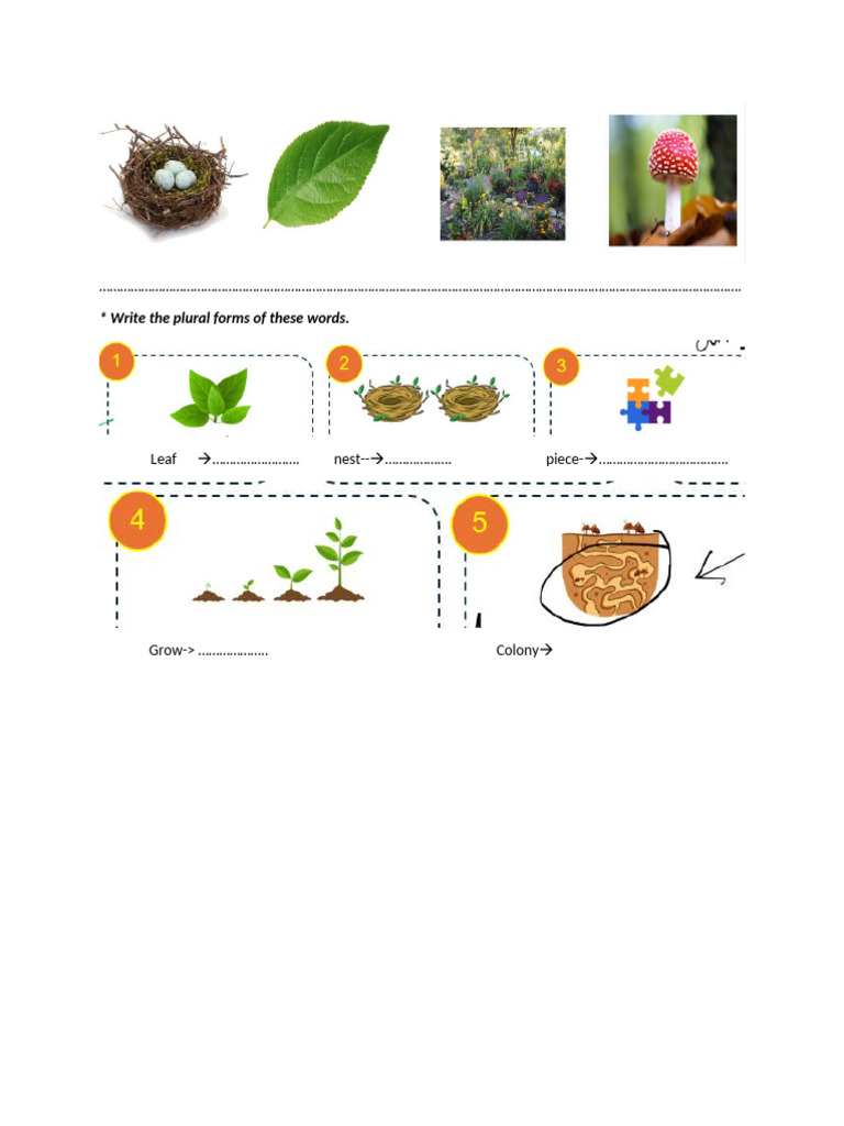 Write The Plural Forms of These Words | PDF