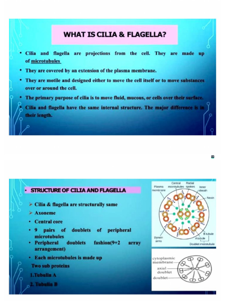 Cilia, Flagella and Apoptosis Online Lecture | PDF