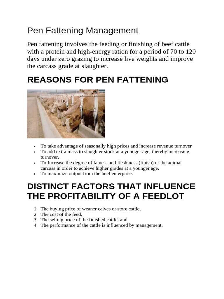 Pen Fattening Management-FEED | PDF | Cattle | Livestock