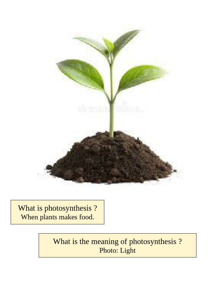 Meaning of Photosynthesis Explained | PDF
