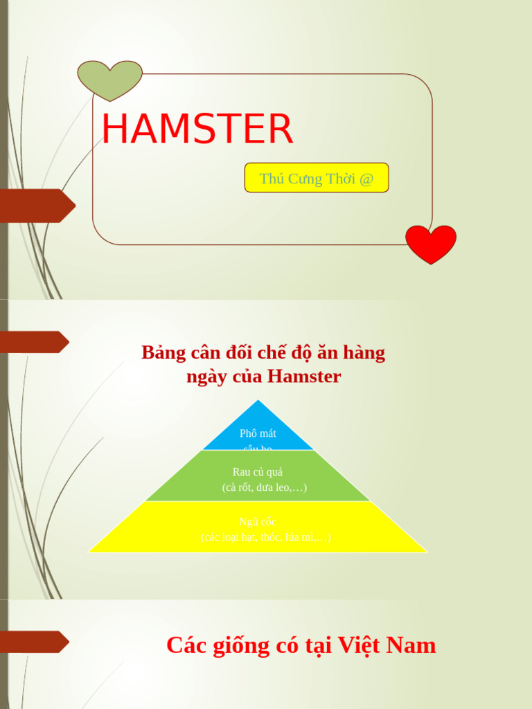 Hamster | PDF