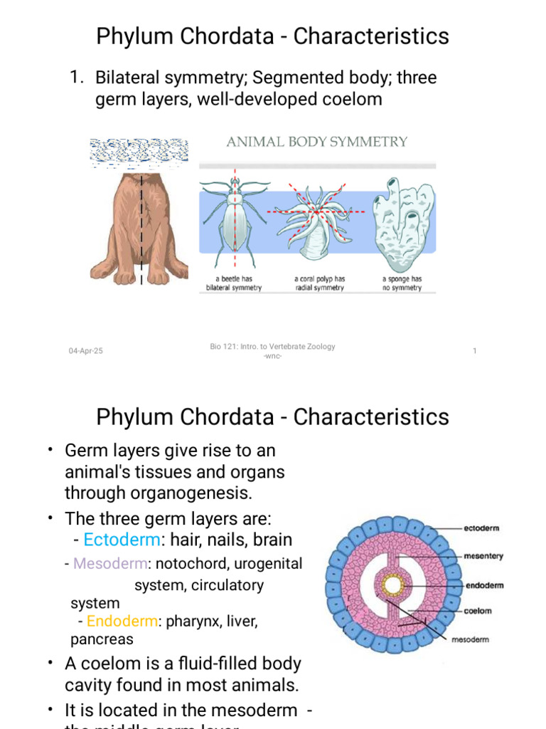 Key Characteristics of Phylum Chordata | PDF | Vertebrates | Anatomy