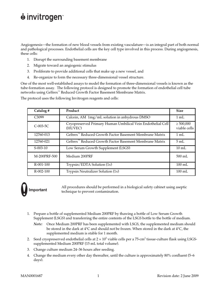 Endothelial Cells Tube Formation | PDF | Angiogenesis | Life Sciences