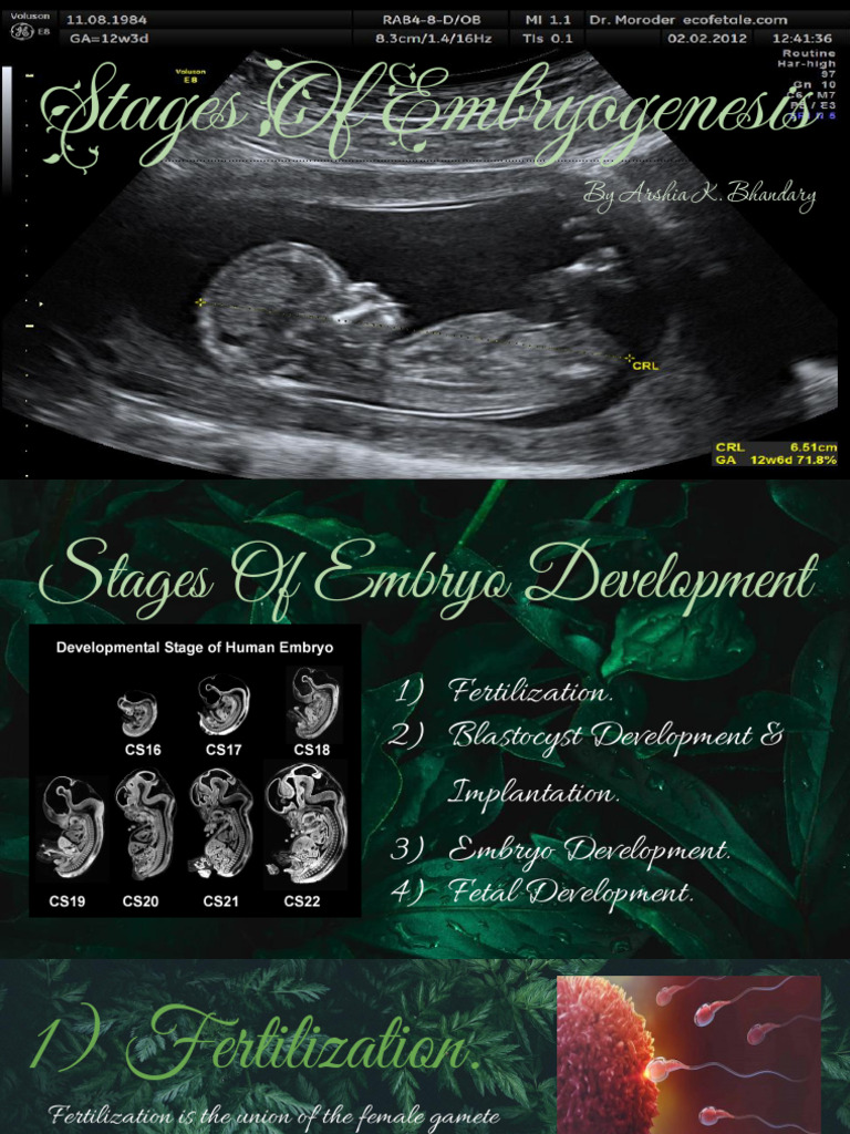 Embryogenesis: Key Development Stages | PDF