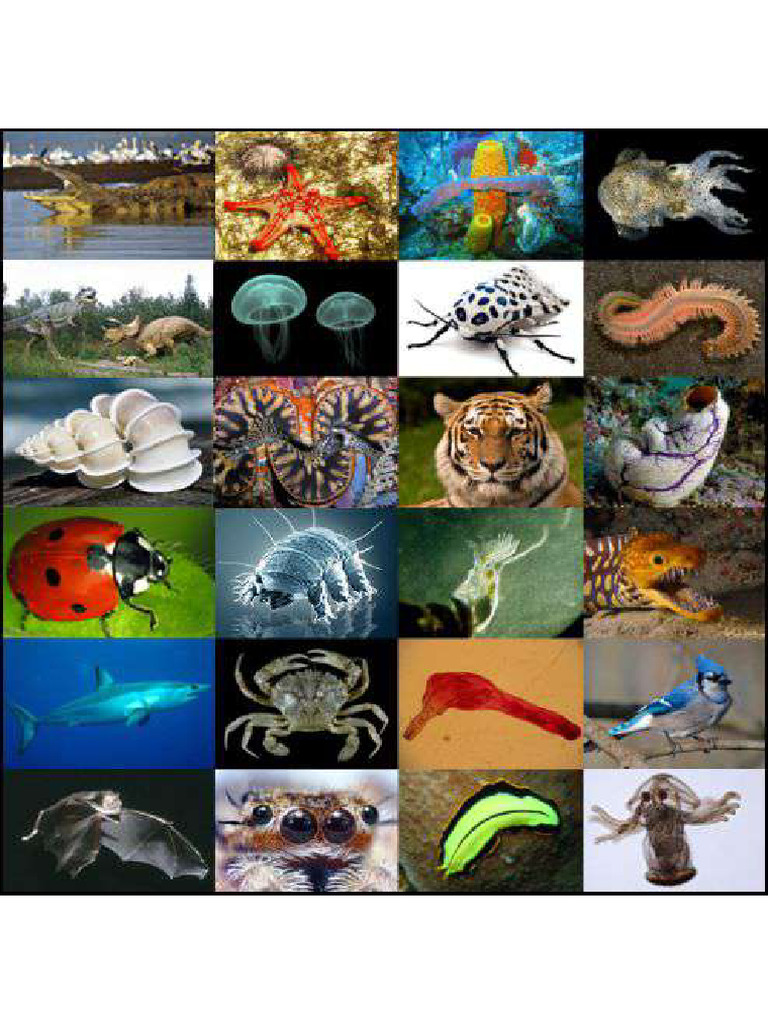 Animal Diversity | PDF