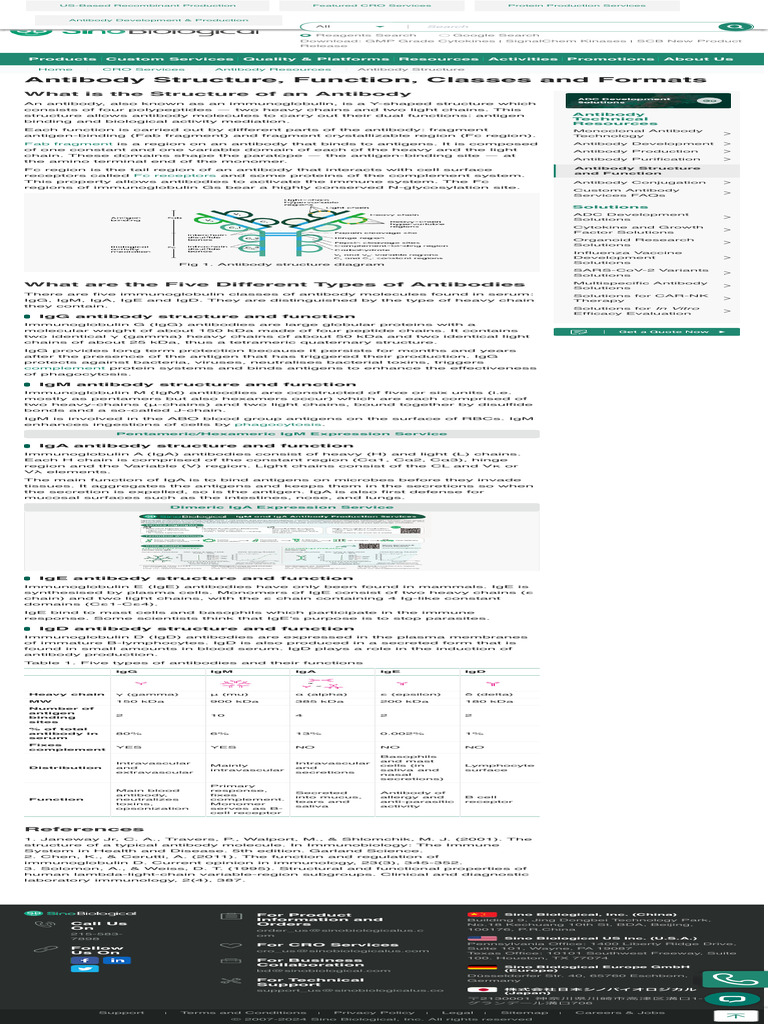 Antibody Structure and Function Sino Biological | PDF | Antibody | Immunoglobulin G
