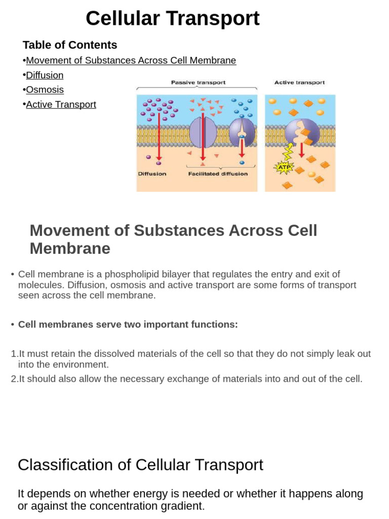 Cellular Transport | PDF