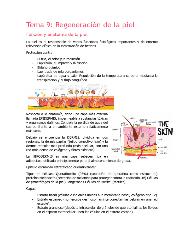 Etapas de la regeneración de la piel | PDF | Cicatrización de la herida ...