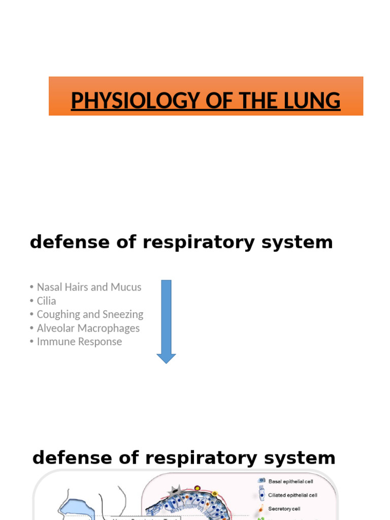 OK Physiology of Lung | PDF