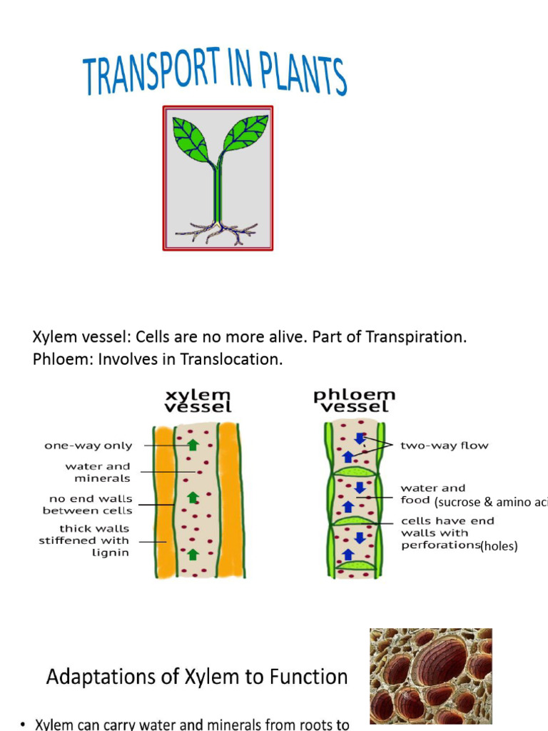 Chapter # 8 - Transport in Plants | PDF