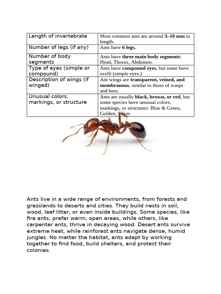 Ant Report | PDF