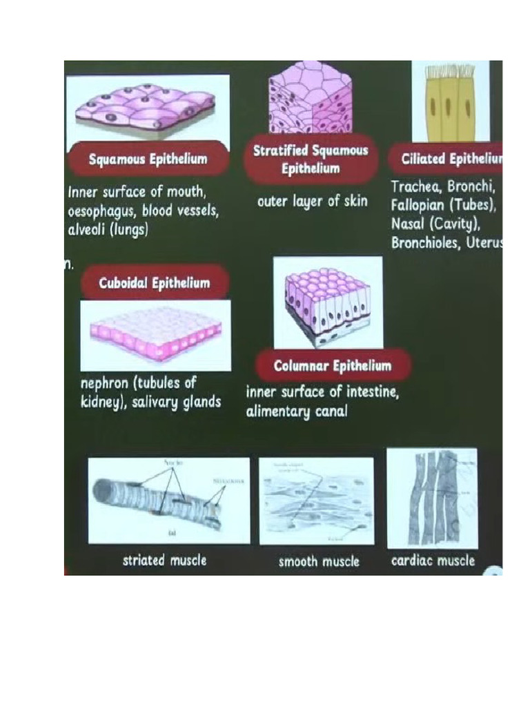 Animal Tissue | PDF