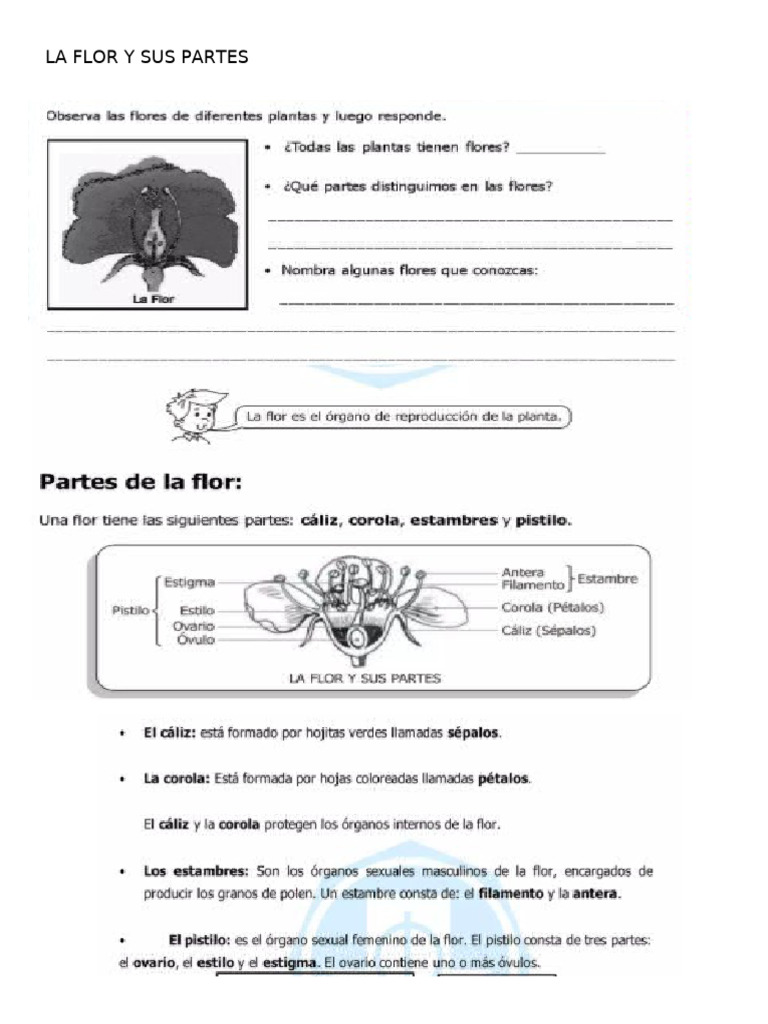 Partes de la Flor y su Reproducción | PDF