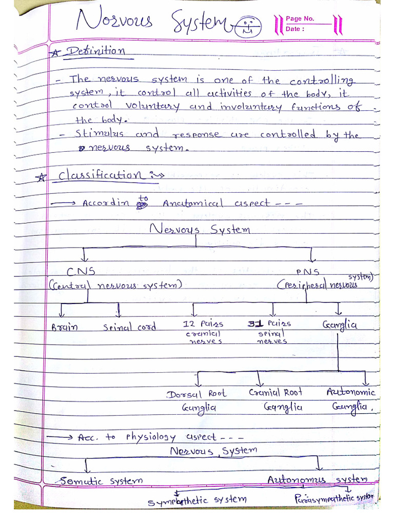 Nervous System Notes | PDF