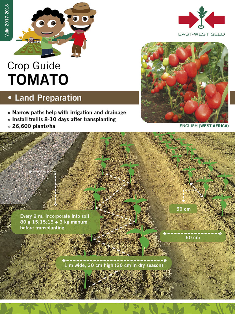 Tomato | PDF