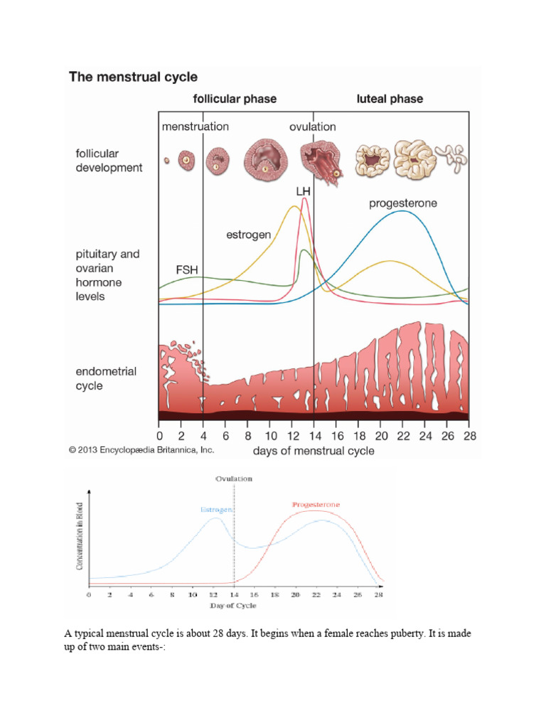 Menstrual Cycle | PDF
