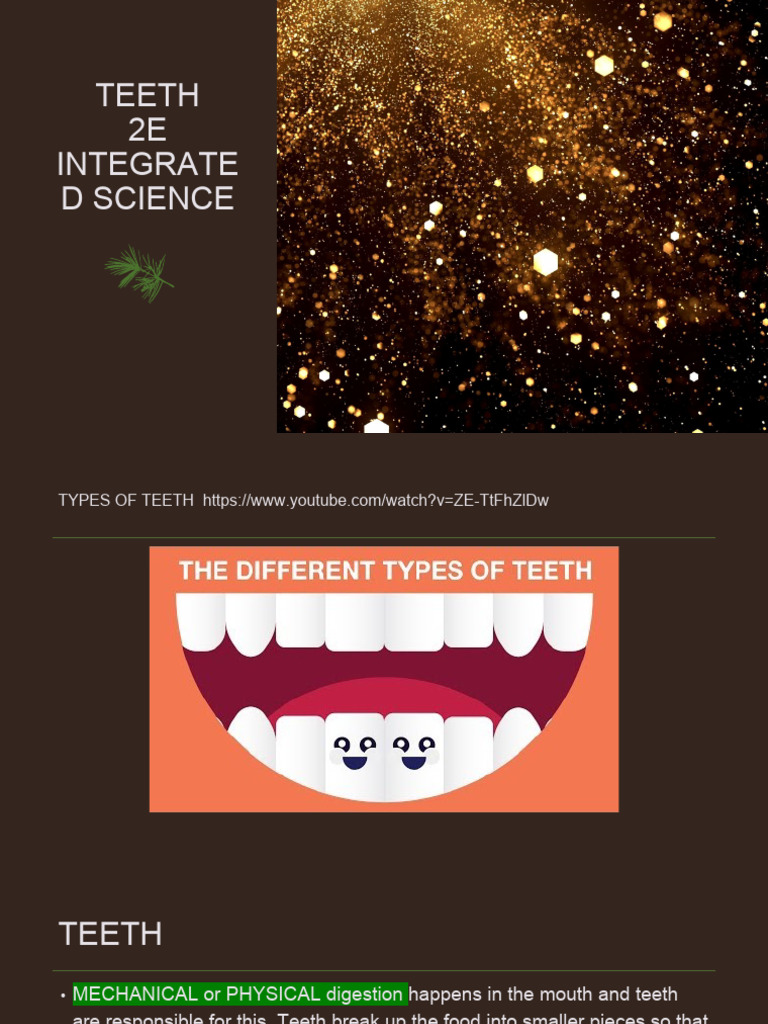 Types of Teeth and Their Functions | PDF