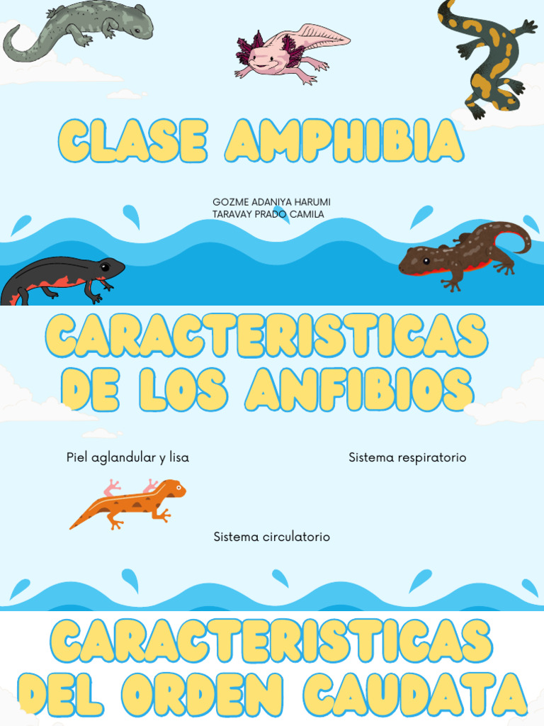 Clase Amphibia ORDEN CAUDATA | PDF