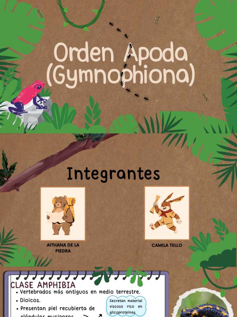 Apoda Amphibia | PDF