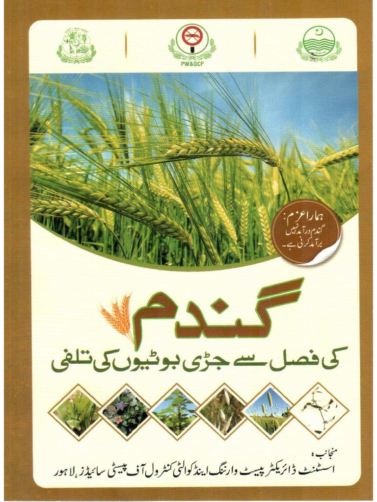 Wheat Weedicides | PDF