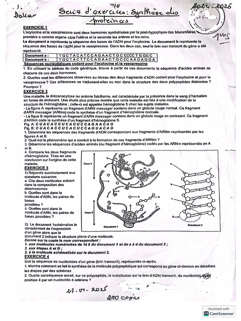 Synthèse Des Protéines MR Beye | PDF