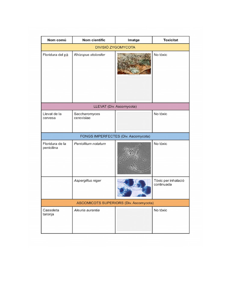 Fongs 1 | PDF