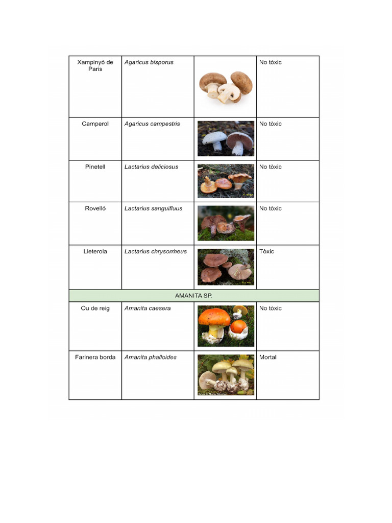 Fongs 4 | PDF