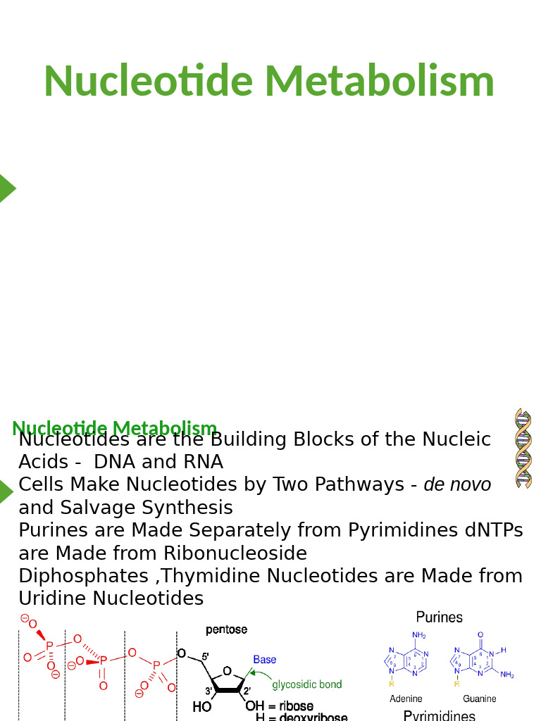 Nucleotide Metabolism -2 | PDF | Nucleotides | Biosynthesis