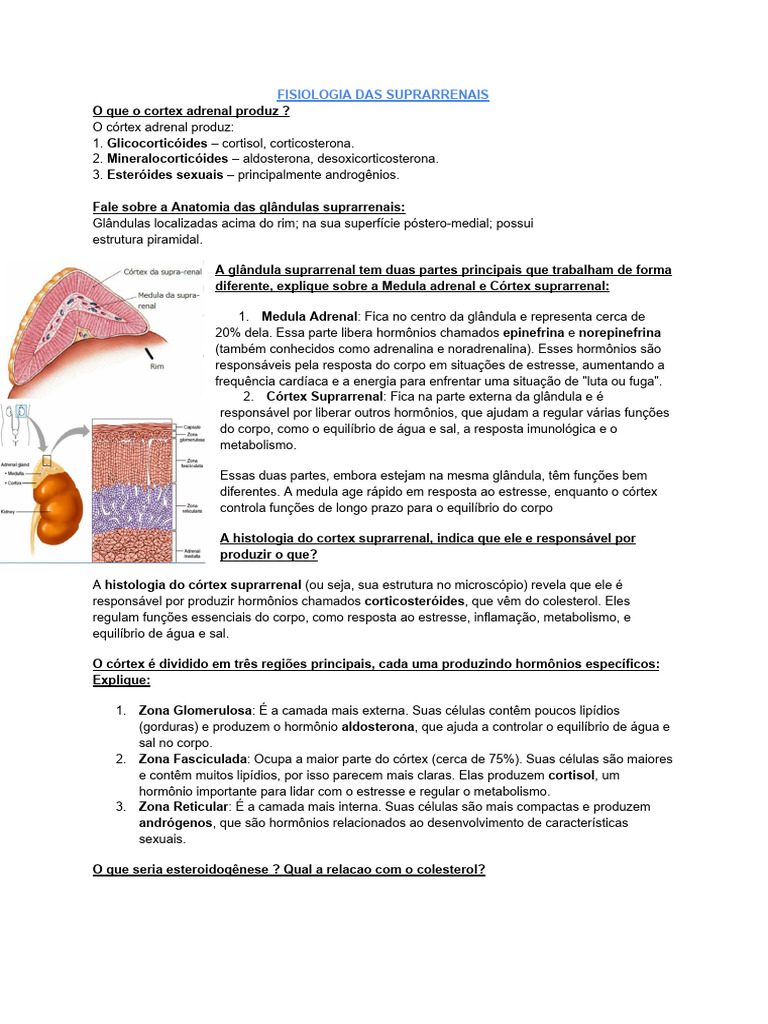 Fisiologia das Glândulas Suprarrenais | PDF | Glândula suprarrenal ...