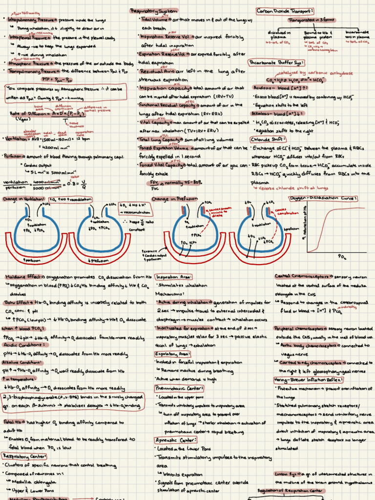Respiratory System Physiology Pdf