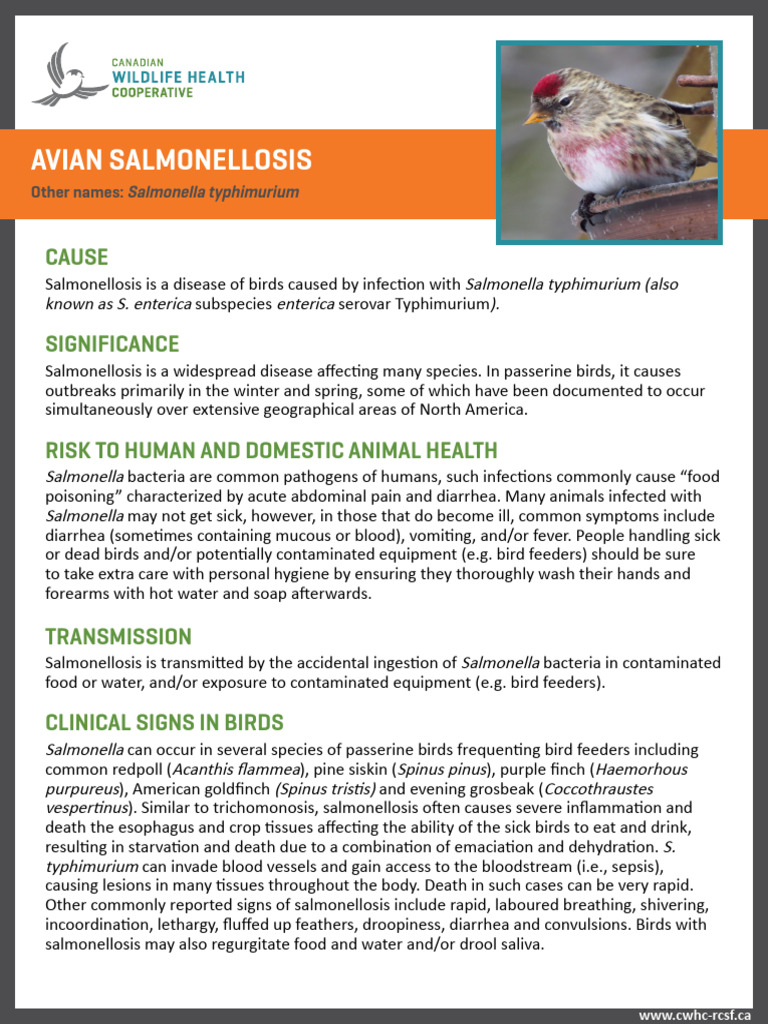 Avian Salmonellosis Fact Sheet | PDF | Salmonella | Clinical Medicine