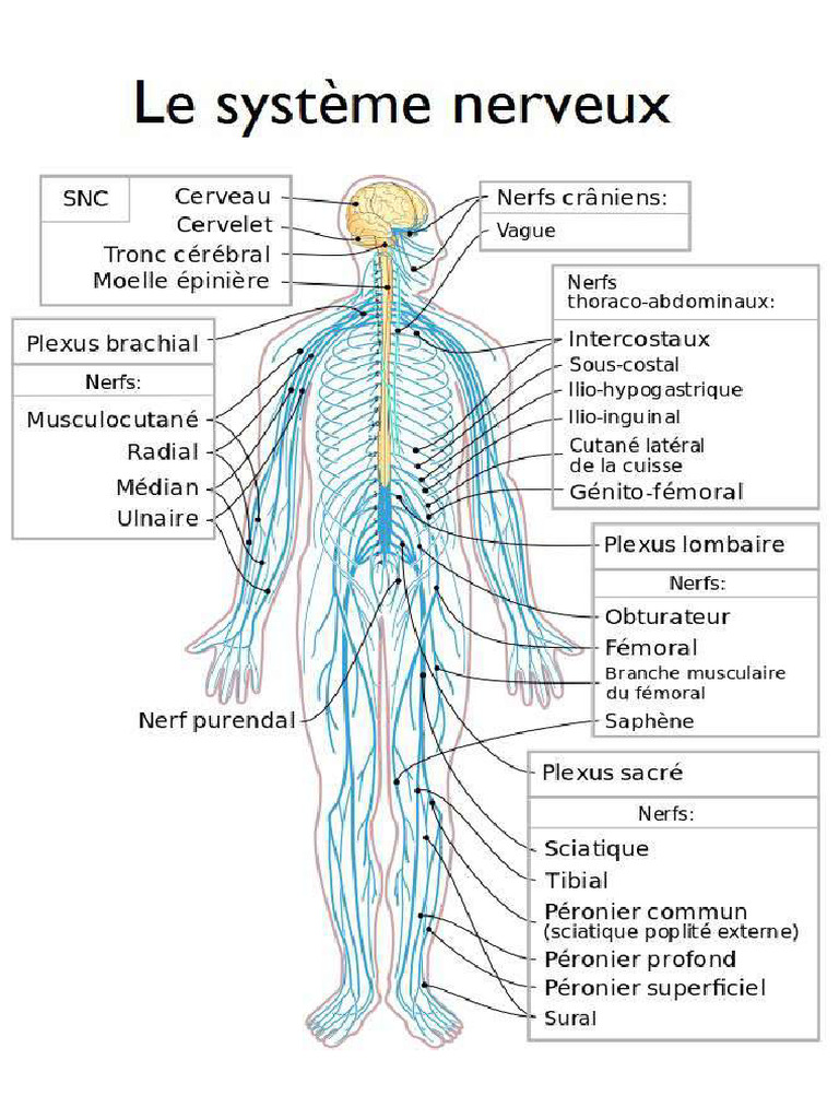 Le Système Nerveux | PDF