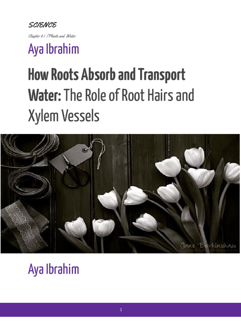 Chapter 4.1 Plants and Water - How Roots Absorb and Transport Water ...