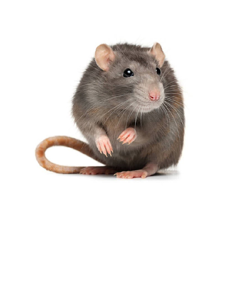 Rata 1 | PDF