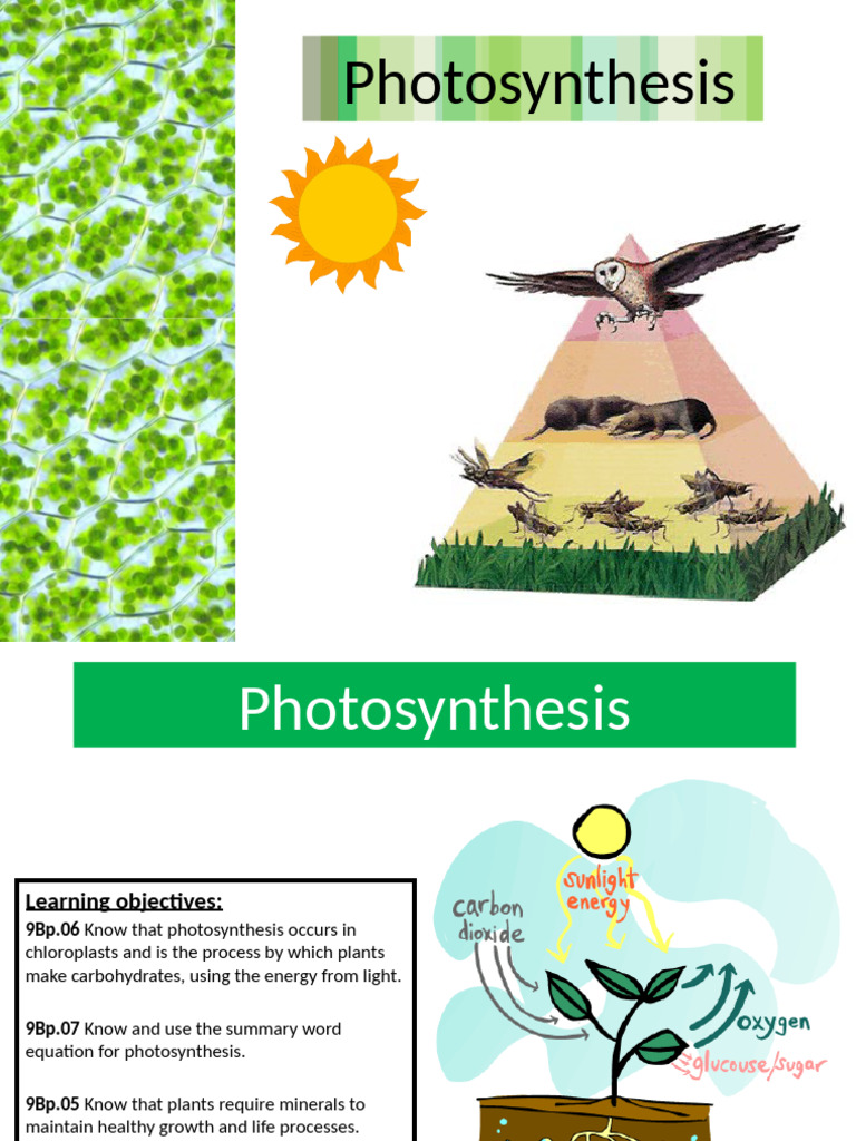 Photosynthesis - Part 2 | PDF | Leaf | Stoma