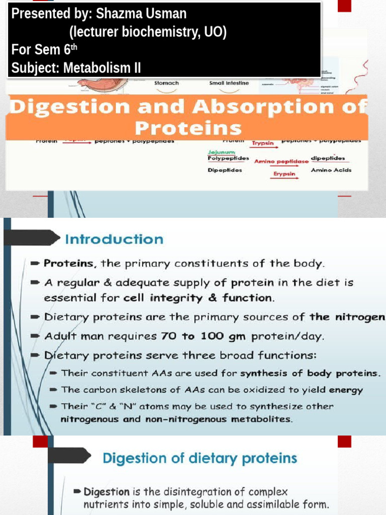 Digestion and Absorption of Proteins 6th Sem-1 | PDF