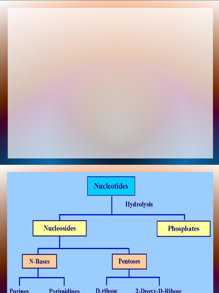 Chemistry of Nucleotides and DNA Structure | PDF | Dna | Nucleotides