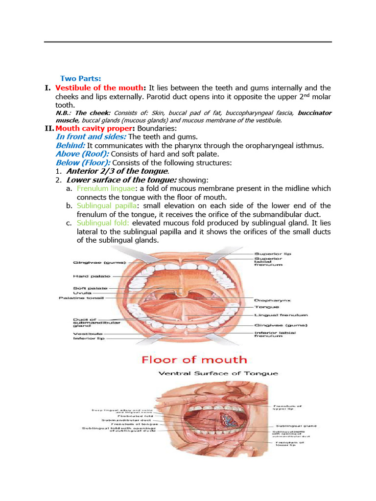 First Part of GIT MODULE HEADand NECK | PDF | Tongue | Neck